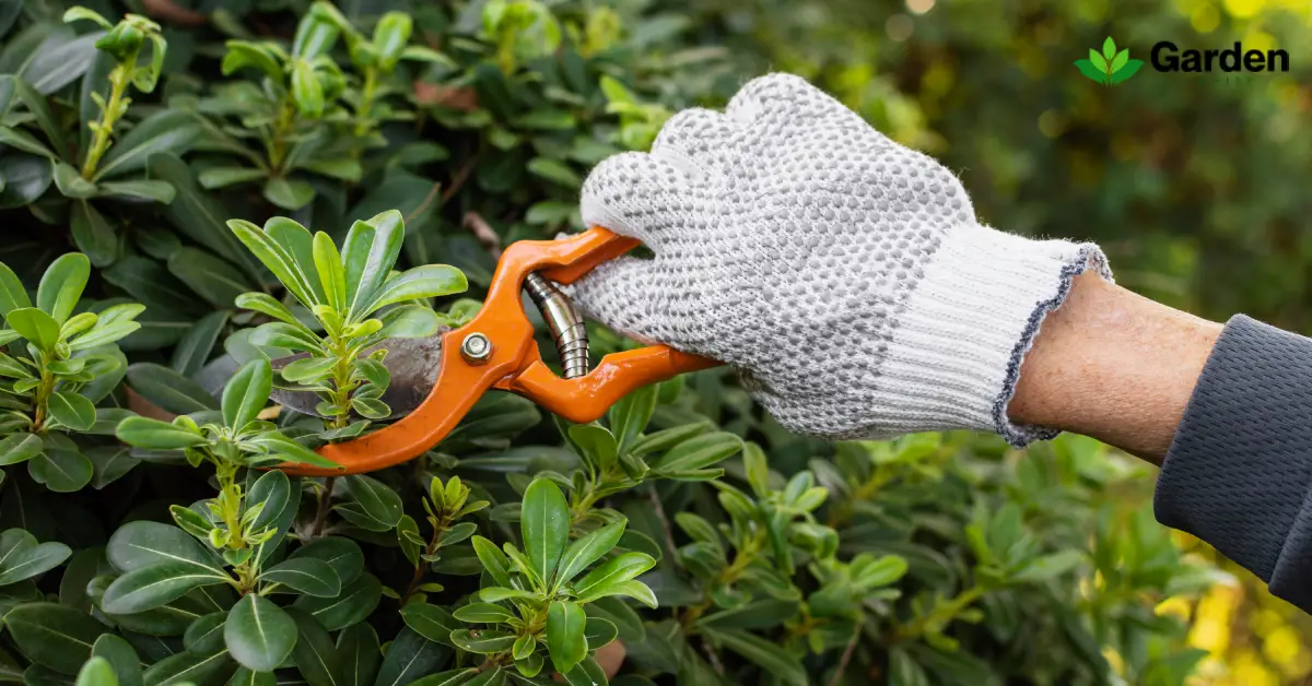 How Much Does Tree Trimming Cost 2026 Price Guide Garden Whisp