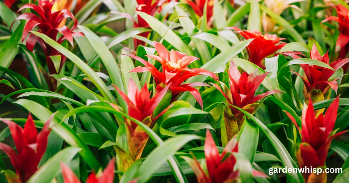 How to Care for a Bromeliad Plant: A Guide for Beginners - Garden Whisp
